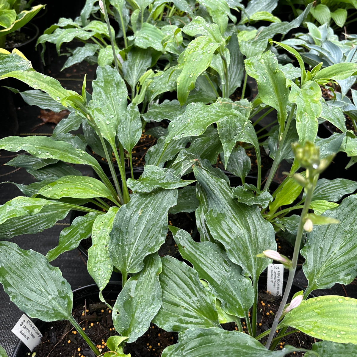 Asian Splash Mountain Hosta – NH Hostas