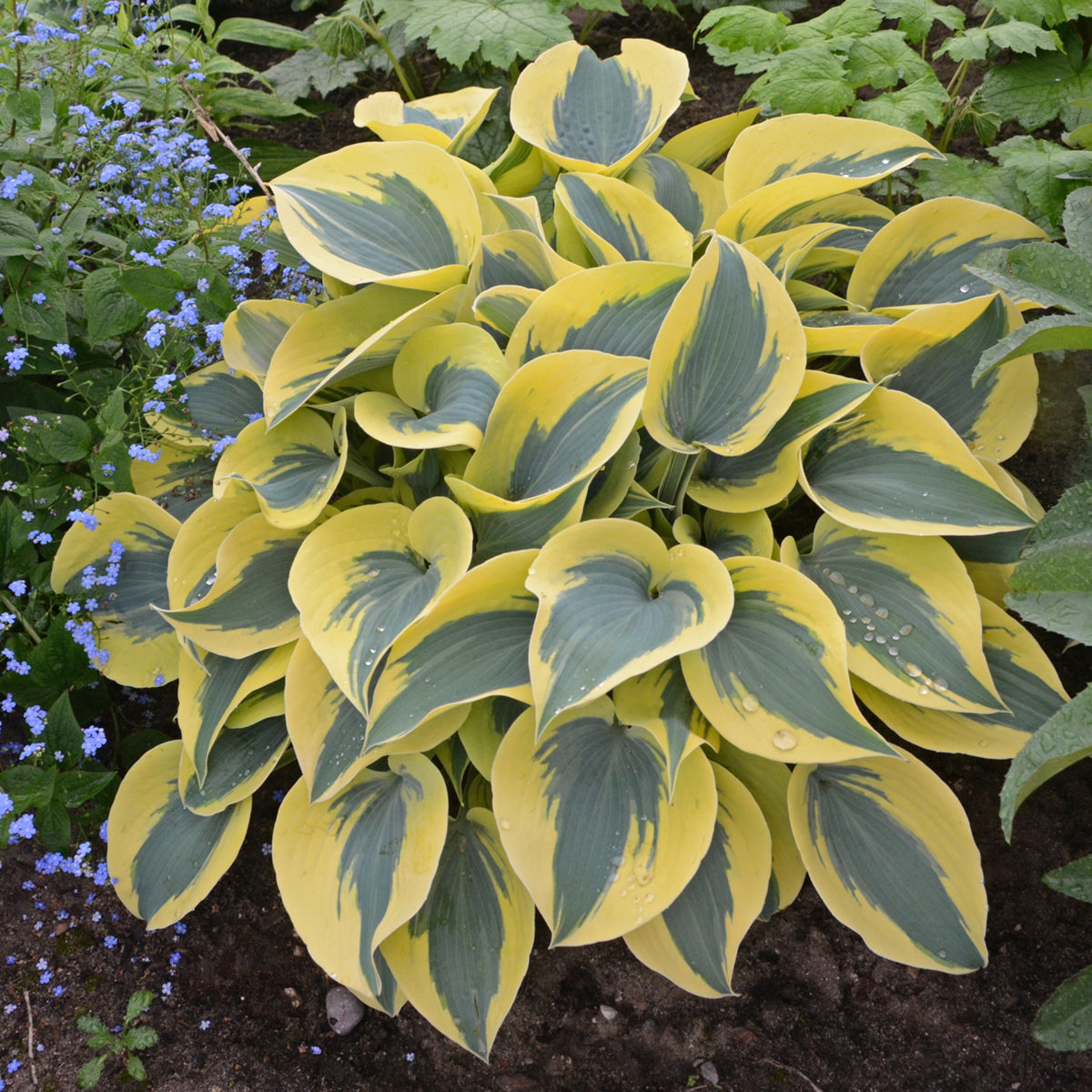 Autumn Frost Hosta - Shade Perennial Slug Resistant Hosta Plant – NH Hostas