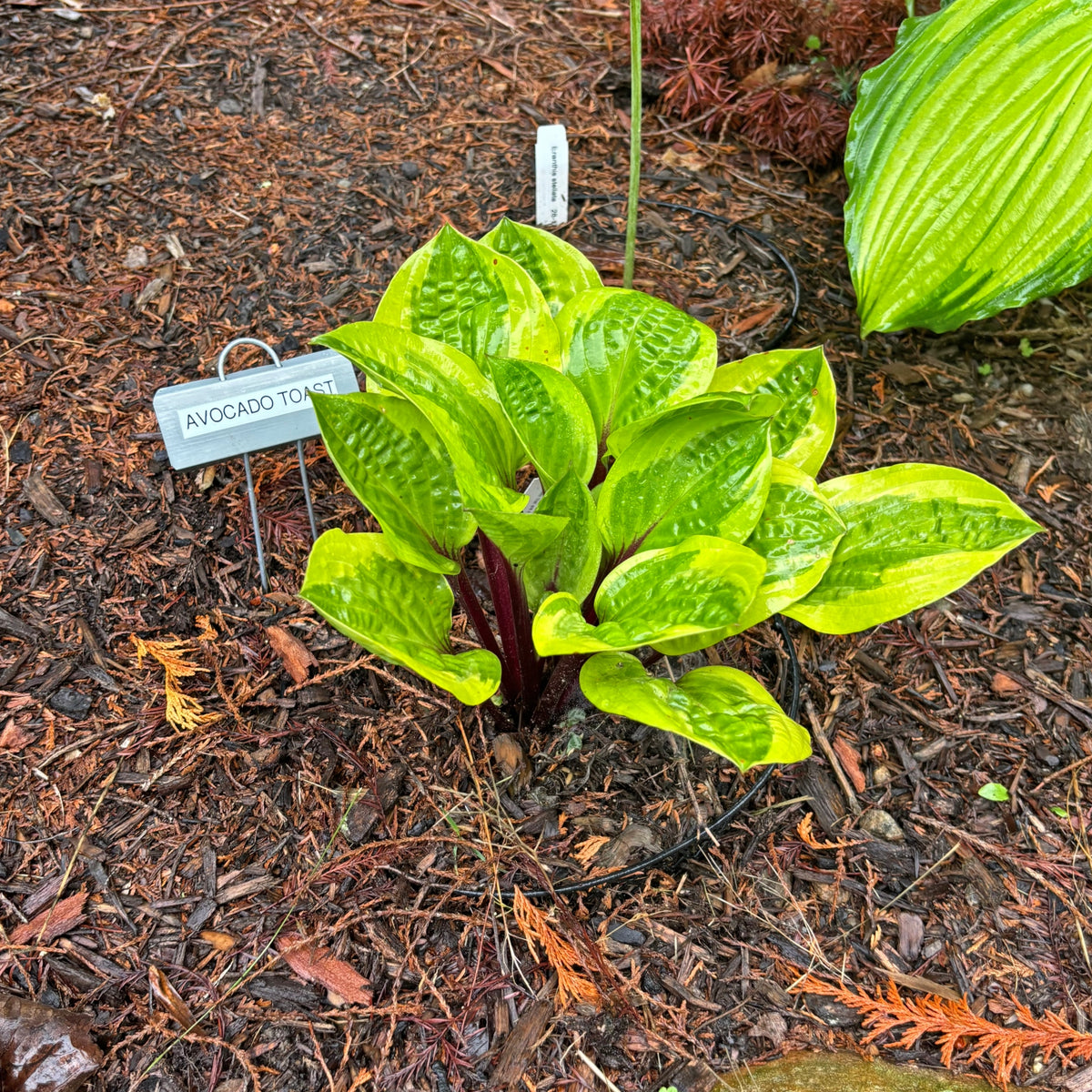 Avocado Toast Hosta – NH Hostas