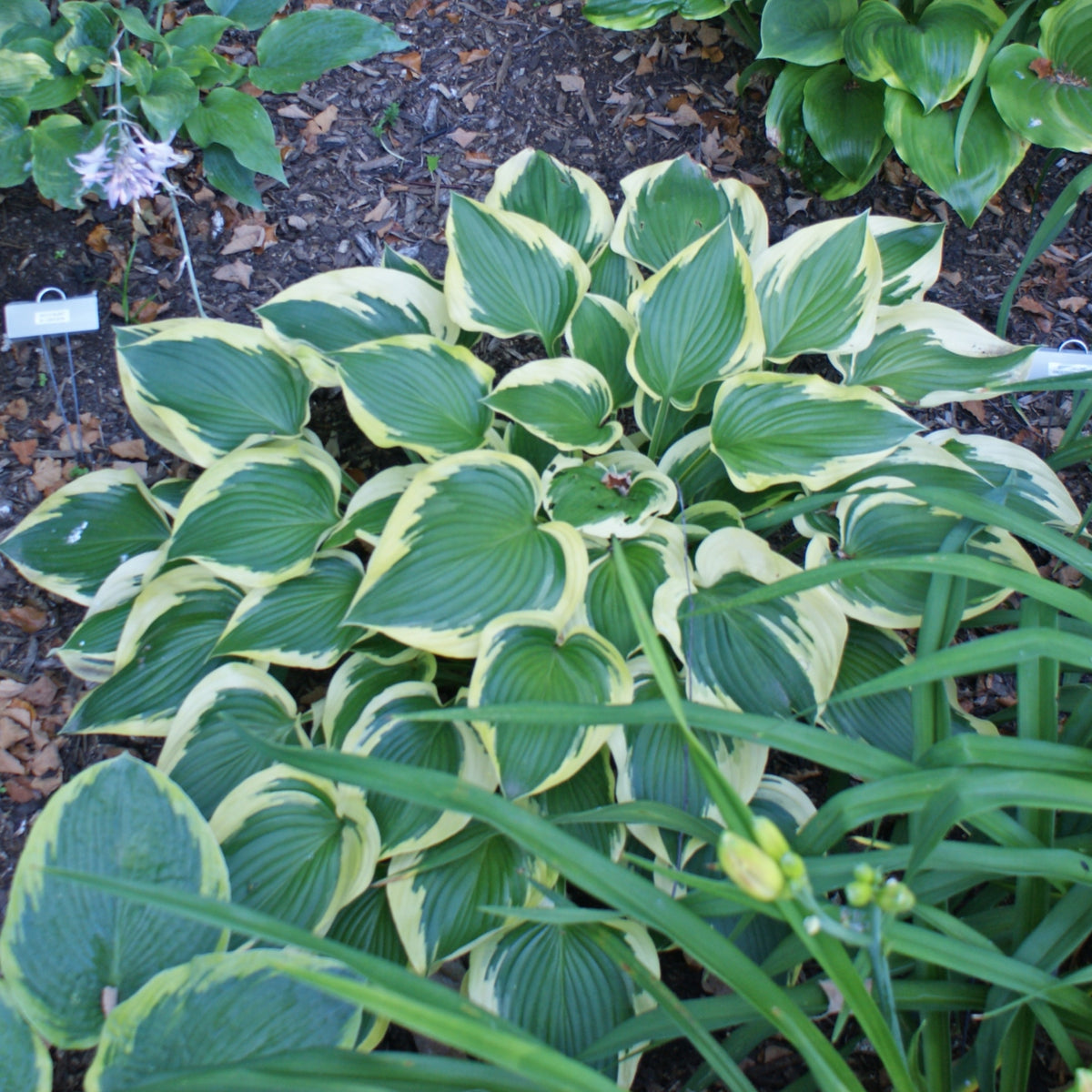 Broad Band Hosta - Shade Perennial Large Hosta Plant – NH Hostas