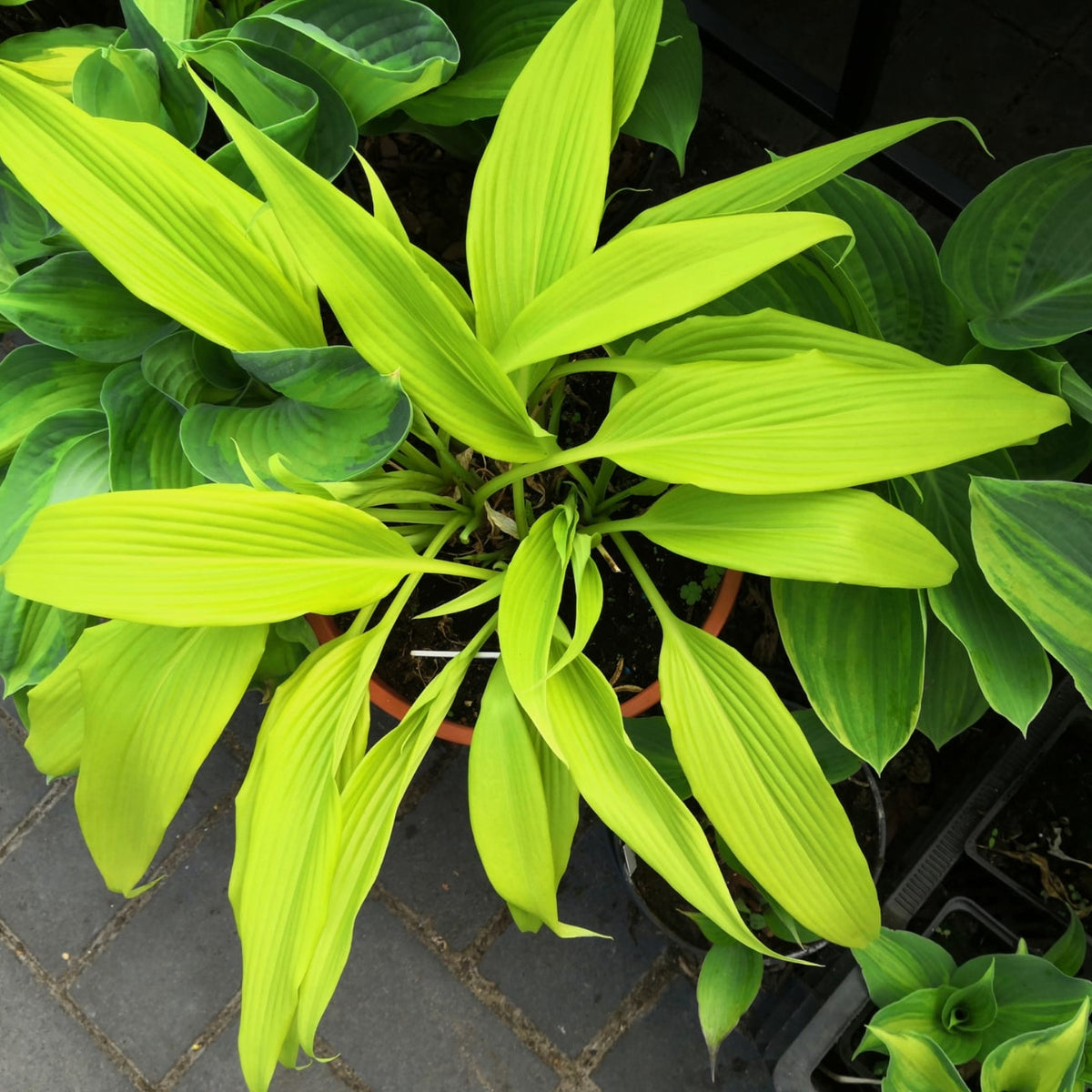 Chris' A Lalalala Long Hosta - 4.5 Inch Container (NEW For 2022!) – NH ... Chris' A Lalalala Long Hosta - 4.5 Inch Container (NEW For 2022!) – NH ...