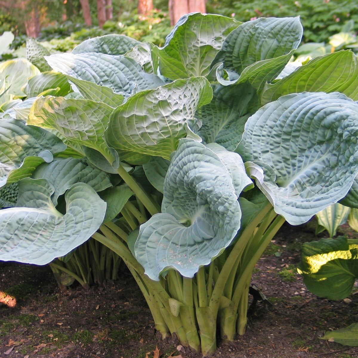 Deep Waters Hosta - 4.5 Inch Container (NEW For 2022!) – NH Hostas