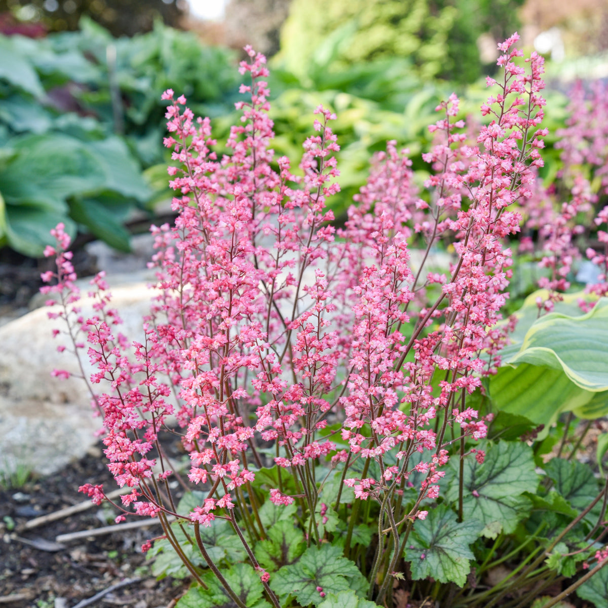 Heucherella 'Shadow Tag' PPAF CPBRAF – NH Hostas