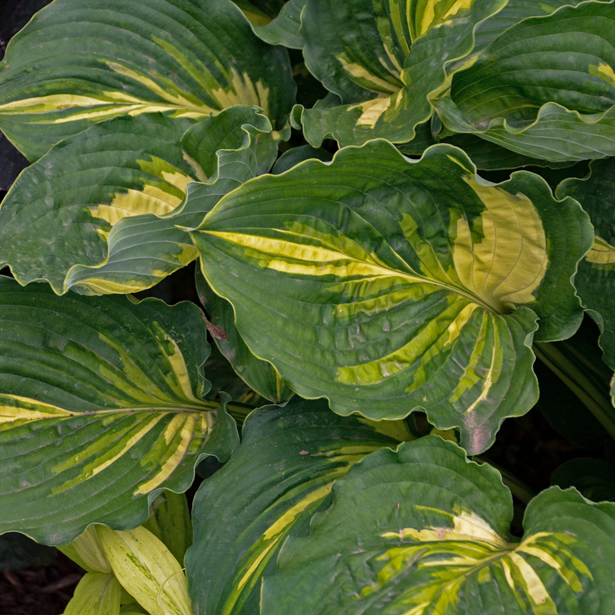 Lakeside Paisley Print Hosta - Shade Perennial Slug Resistant Hosta Plant – NH Hostas