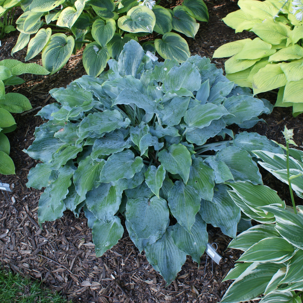 Titanium Hosta - Shade Perennial Small Blue Hosta Plant – NH Hostas