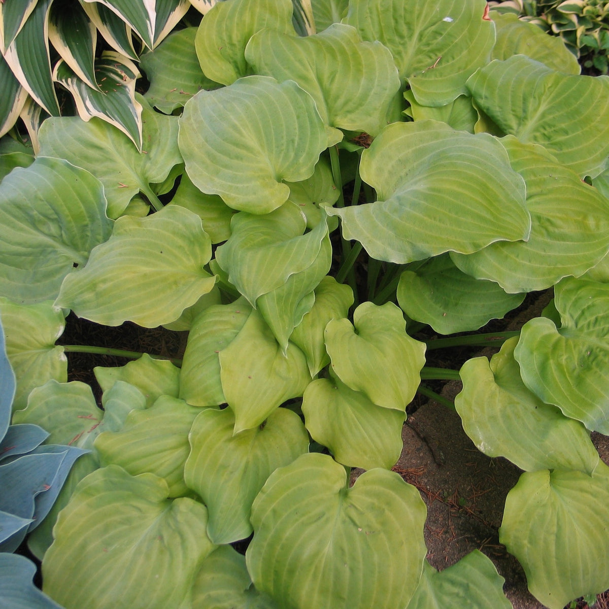 Wizard's Illusion Hosta - 4.5 Inch Container (NEW For 2021!) – NH Hostas