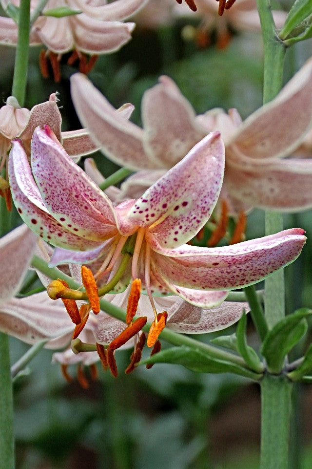 Pink Morning Martagon Lily – NH Hostas