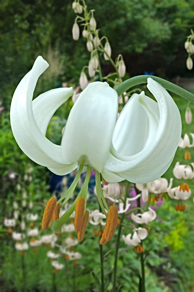 Snowy Morning Martagon Lily – NH Hostas