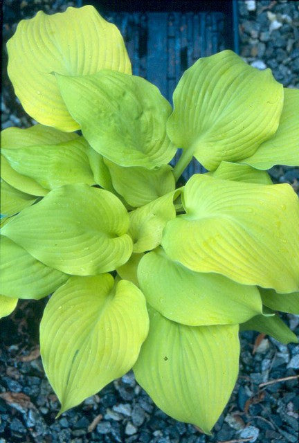 Sun Shower Hosta - Shade Perennial Gold Hosta Plant – NH Hostas