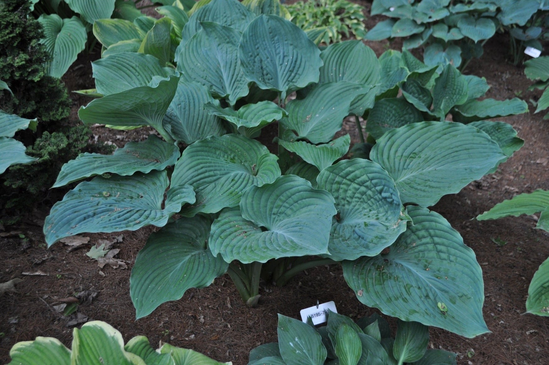 Hostas by Type | Sun Tolerant, Slug Resistant, Fragrant, Ground Cover ...