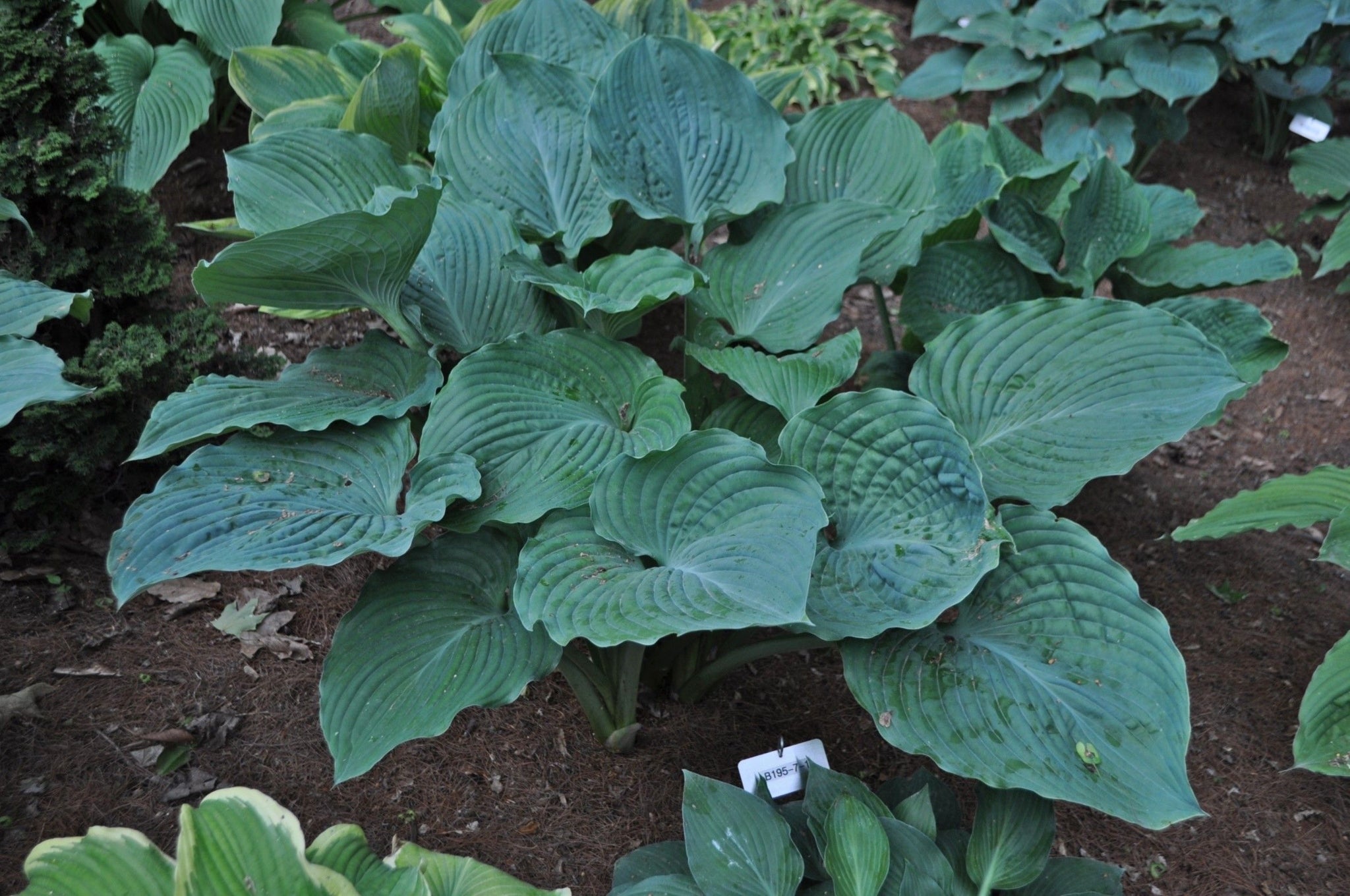 Buy Hostas Online From NH Hostas - Catalog A-G
