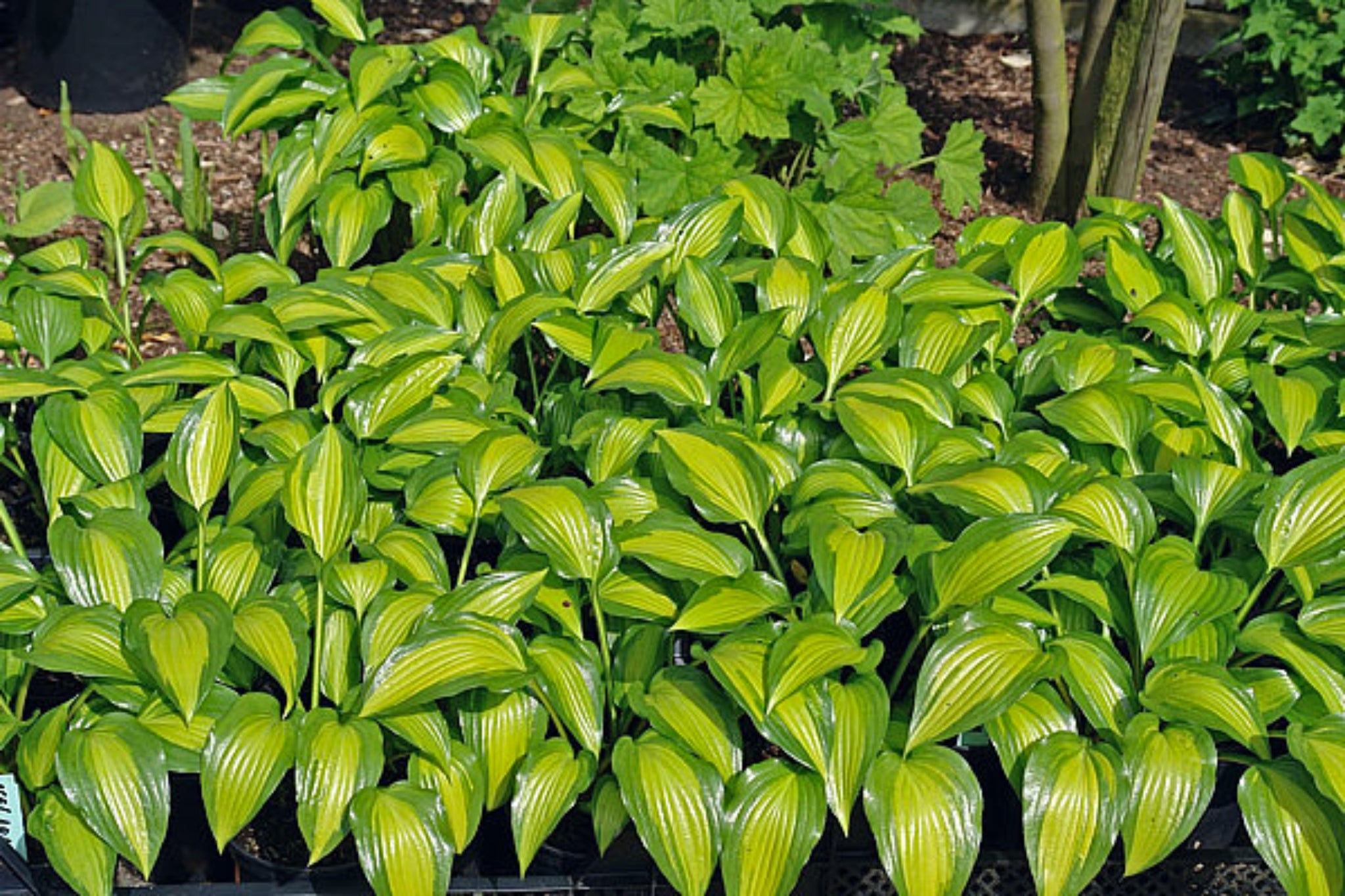 Hostas by Type | Sun Tolerant, Slug Resistant, Fragrant, Ground Cover ...