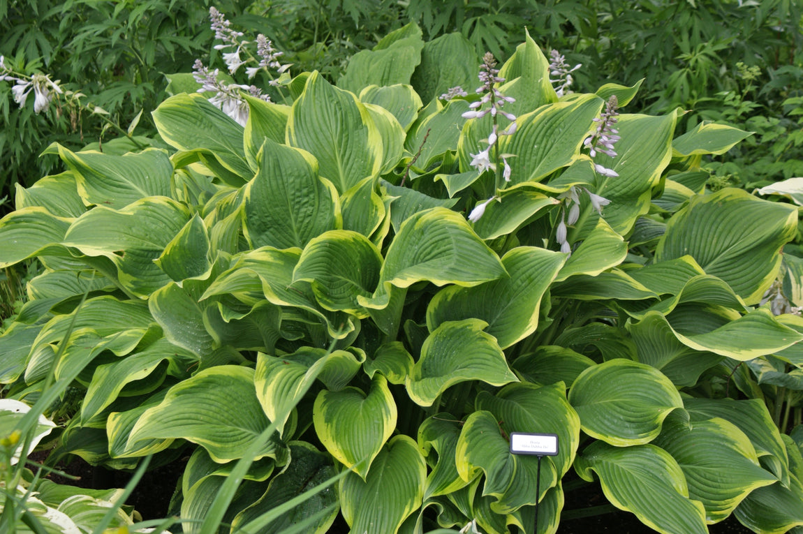 Hostas by Name - See Our Hostas Listed Alphabetically – NH Hostas
