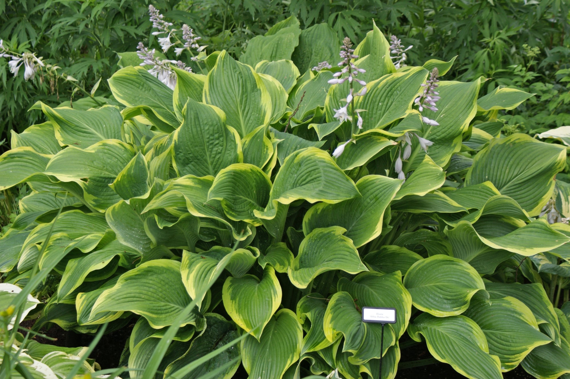 Hostas by Type | Sun Tolerant, Slug Resistant, Fragrant, Ground Cover ...