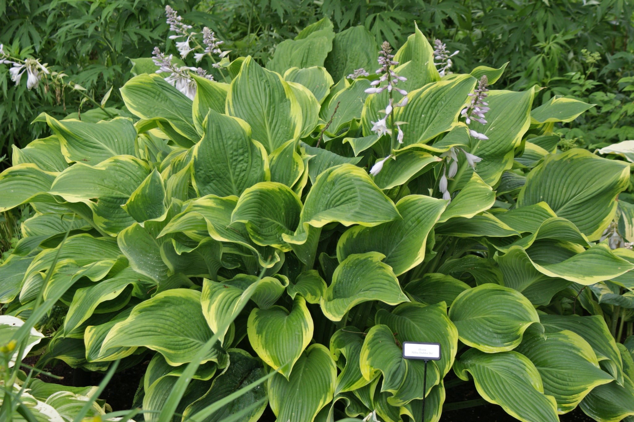 Hostas by Name - See Our Hostas Listed Alphabetically – NH Hostas