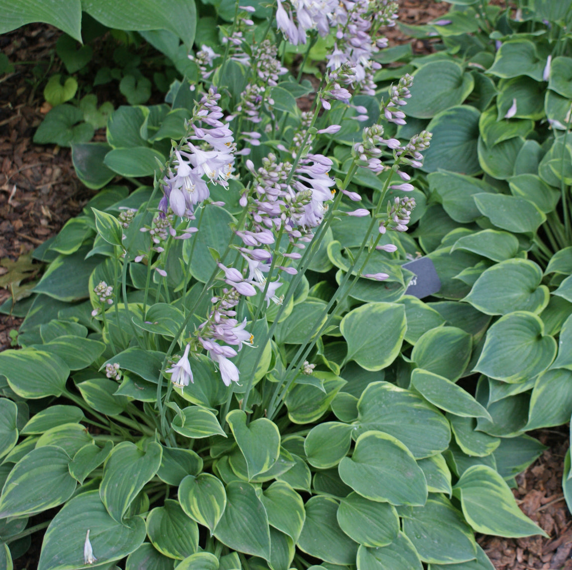 Buy Hostas Online From NH Hostas - Catalog A-G