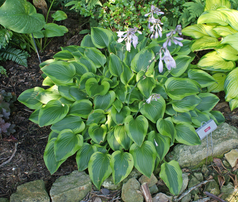 Hostas by Type | Sun Tolerant, Slug Resistant, Fragrant, Ground Cover ...