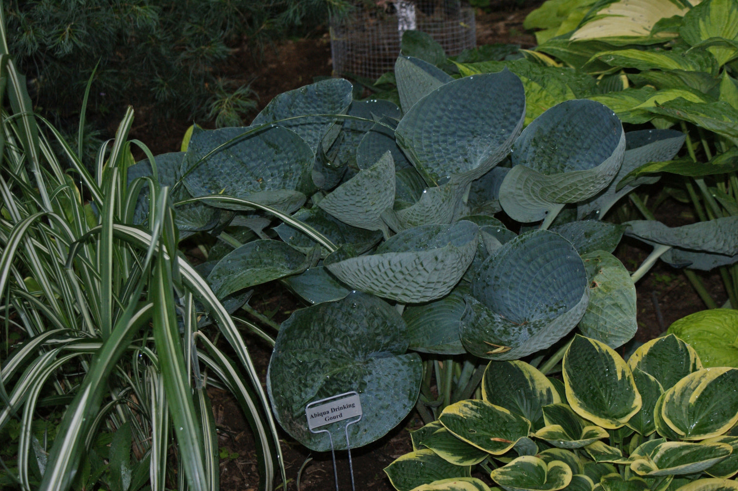 Abiqua Drinking Gourd Hosta Slug Resistant Blue Hosta Plant – NH Hostas