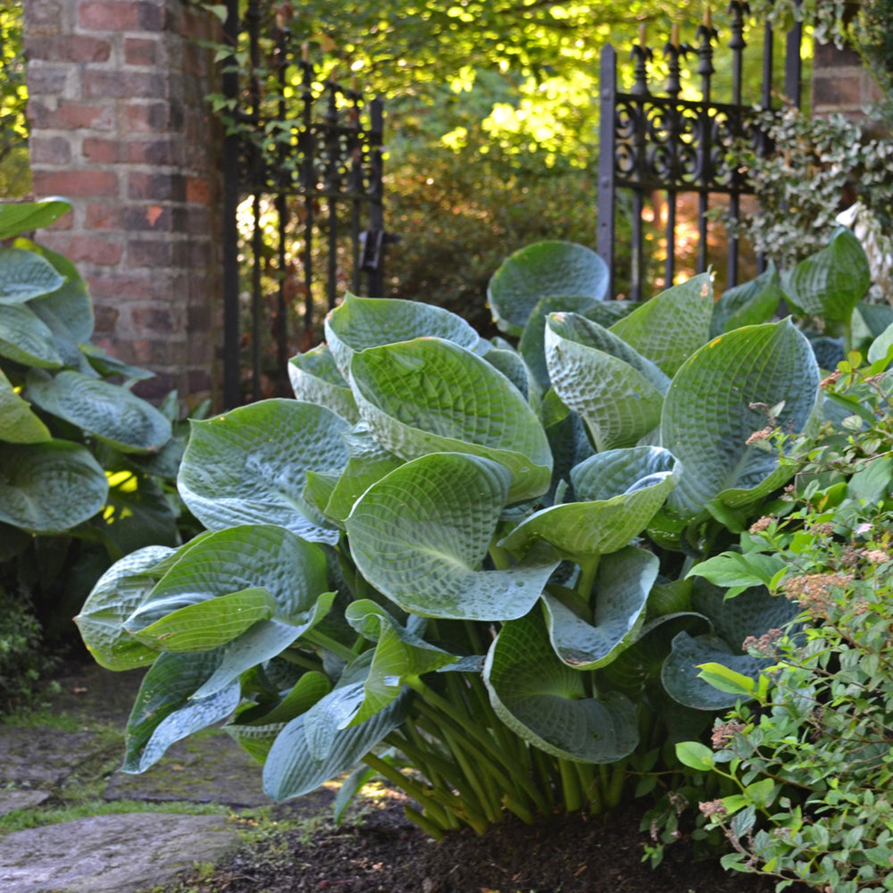 Buy Blue Hostas - Give Your Garden True Blue Colors – NH Hostas
