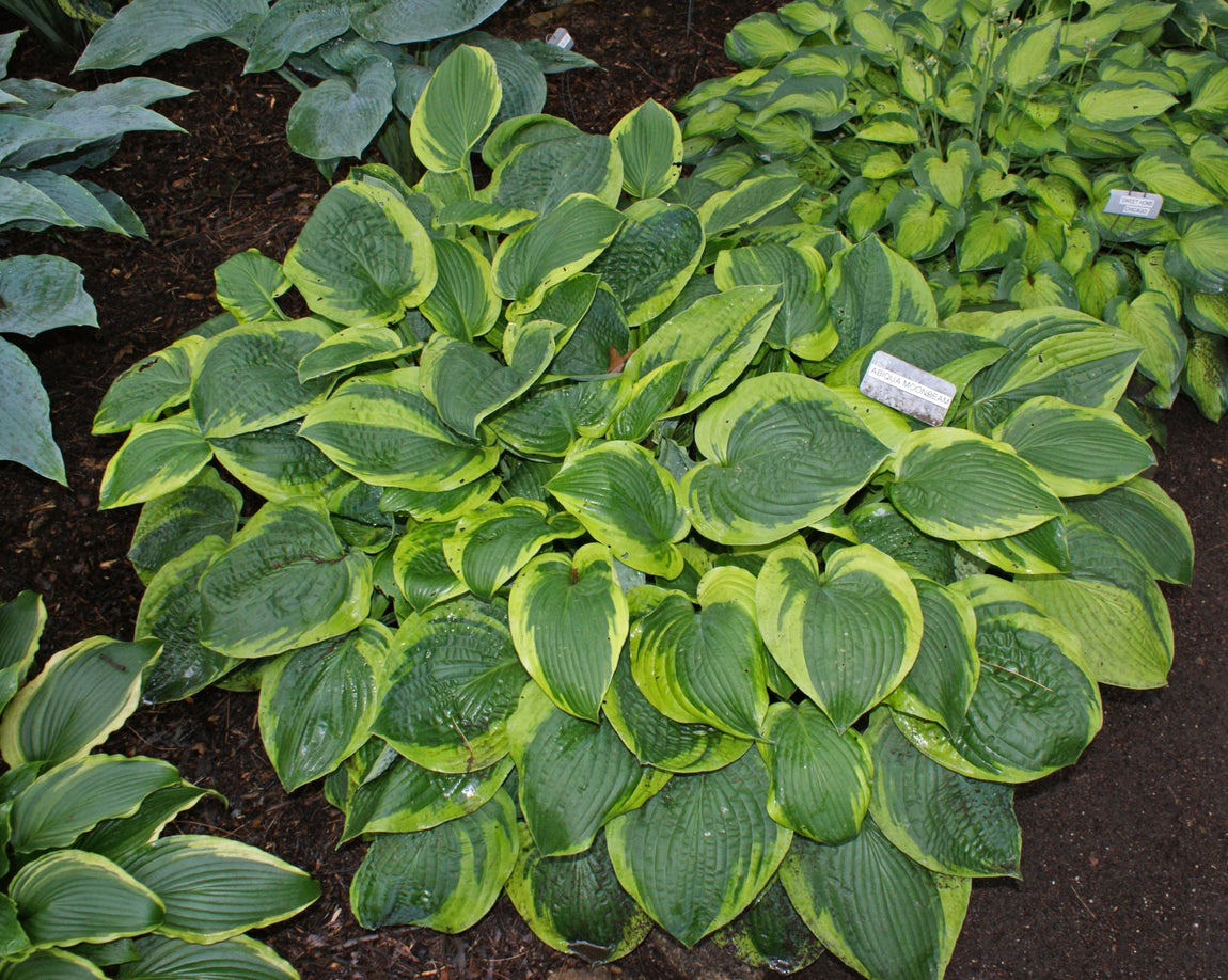Buy Hostas Online From NH Hostas - Catalog A-G