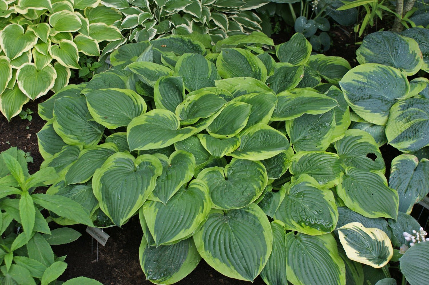 Buy Hostas Online From NH Hostas - Catalog A-G