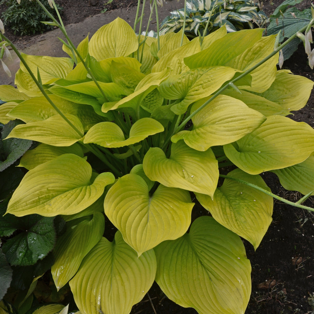 Buy Hostas For a Sunny Location - Sun Tolerant Hosta Plants – NH Hostas