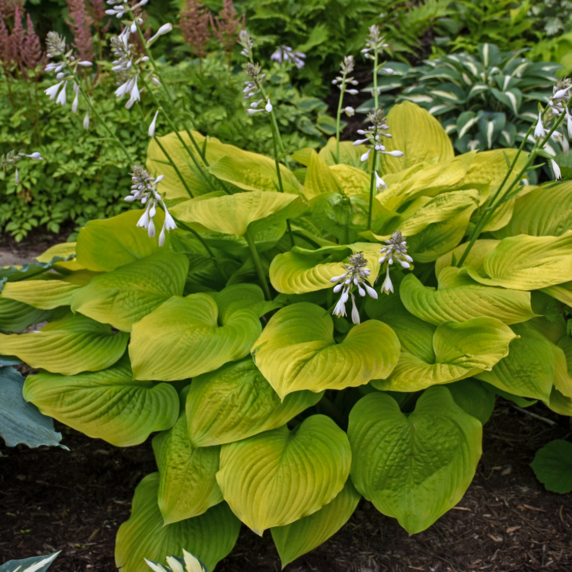 Hostas by Name - See Our Hostas Listed Alphabetically – NH Hostas
