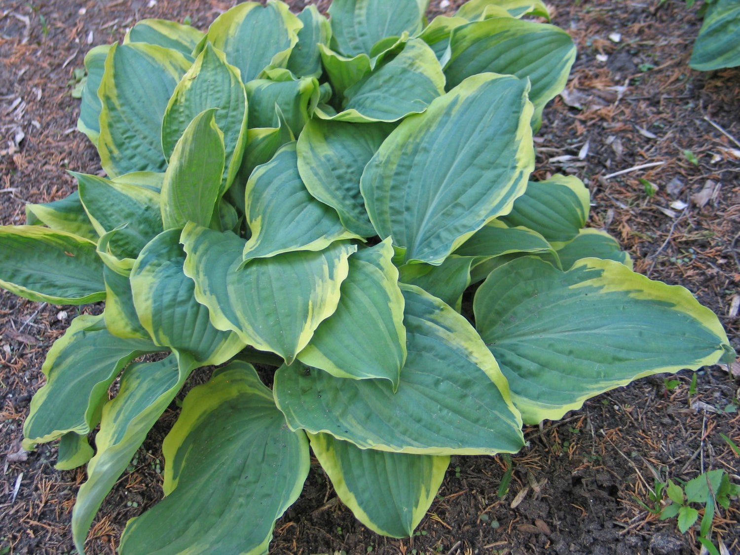 Hostas by Type – NH Hostas