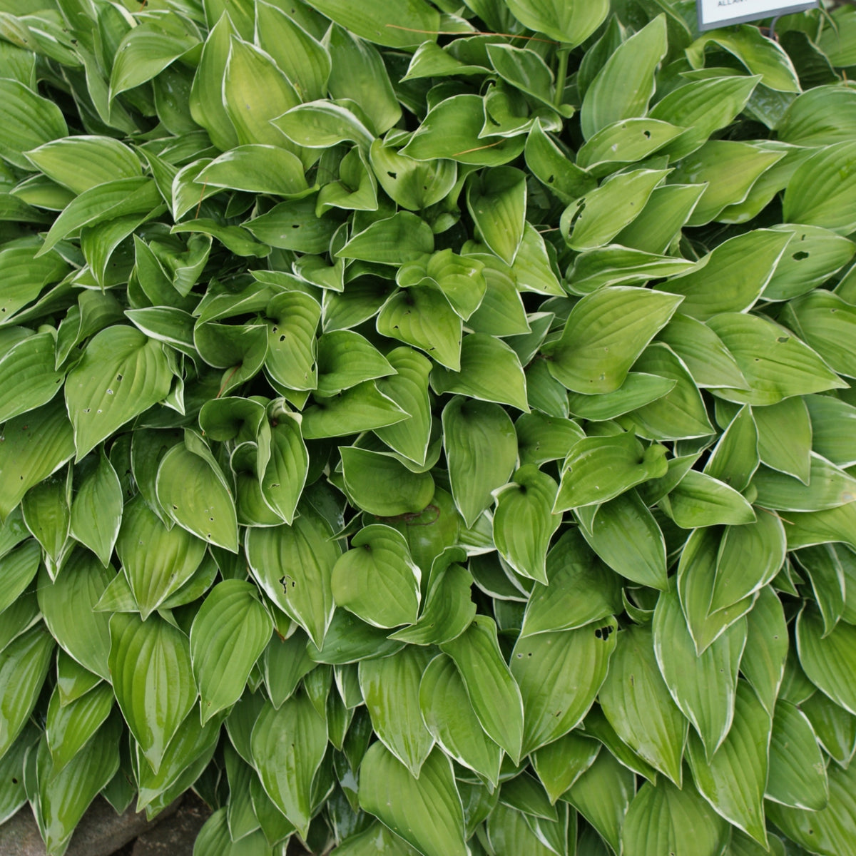 Allan P. McConnell Hosta - Shade Perennial Sun Tolerant Hosta Plant ...