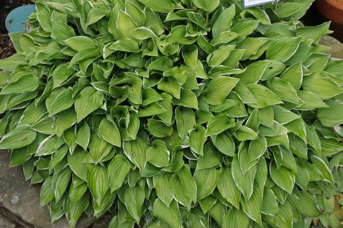Hostas by Type | Sun Tolerant, Slug Resistant, Fragrant, Ground Cover ...