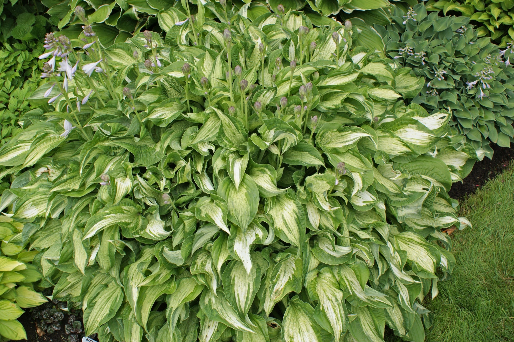 Hostas by Name - See Our Hostas Listed Alphabetically – NH Hostas