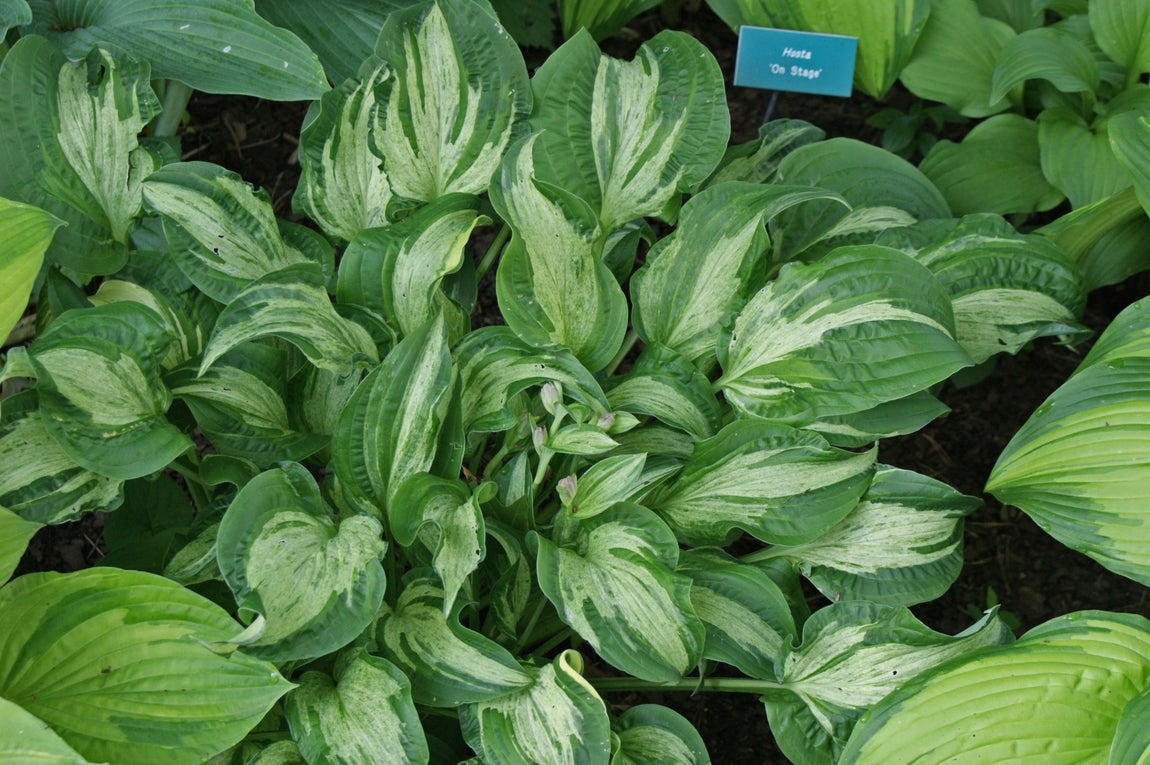 Ground Cover Hosta - Hostas For Rock Gardens Or Borders – NH Hostas