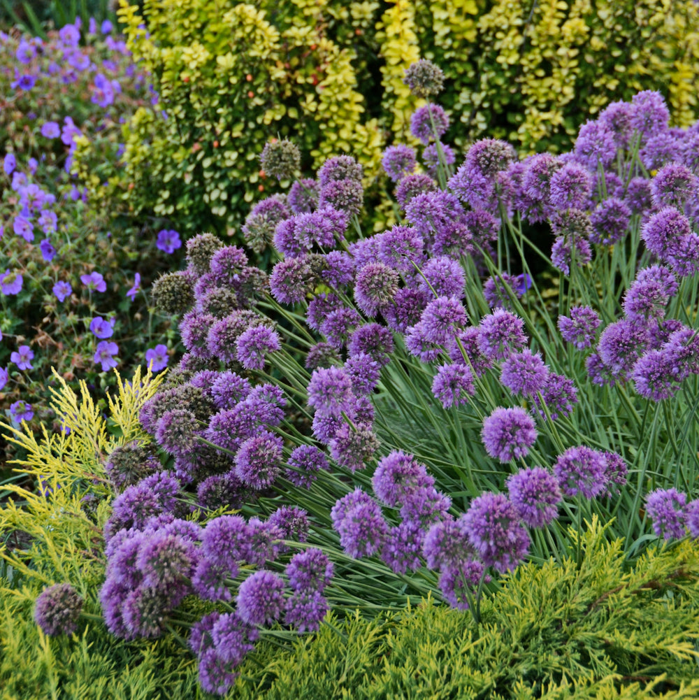 Buy Shade Perennials To Grow With Hostas - Athyrium Ferns Heuchera ...