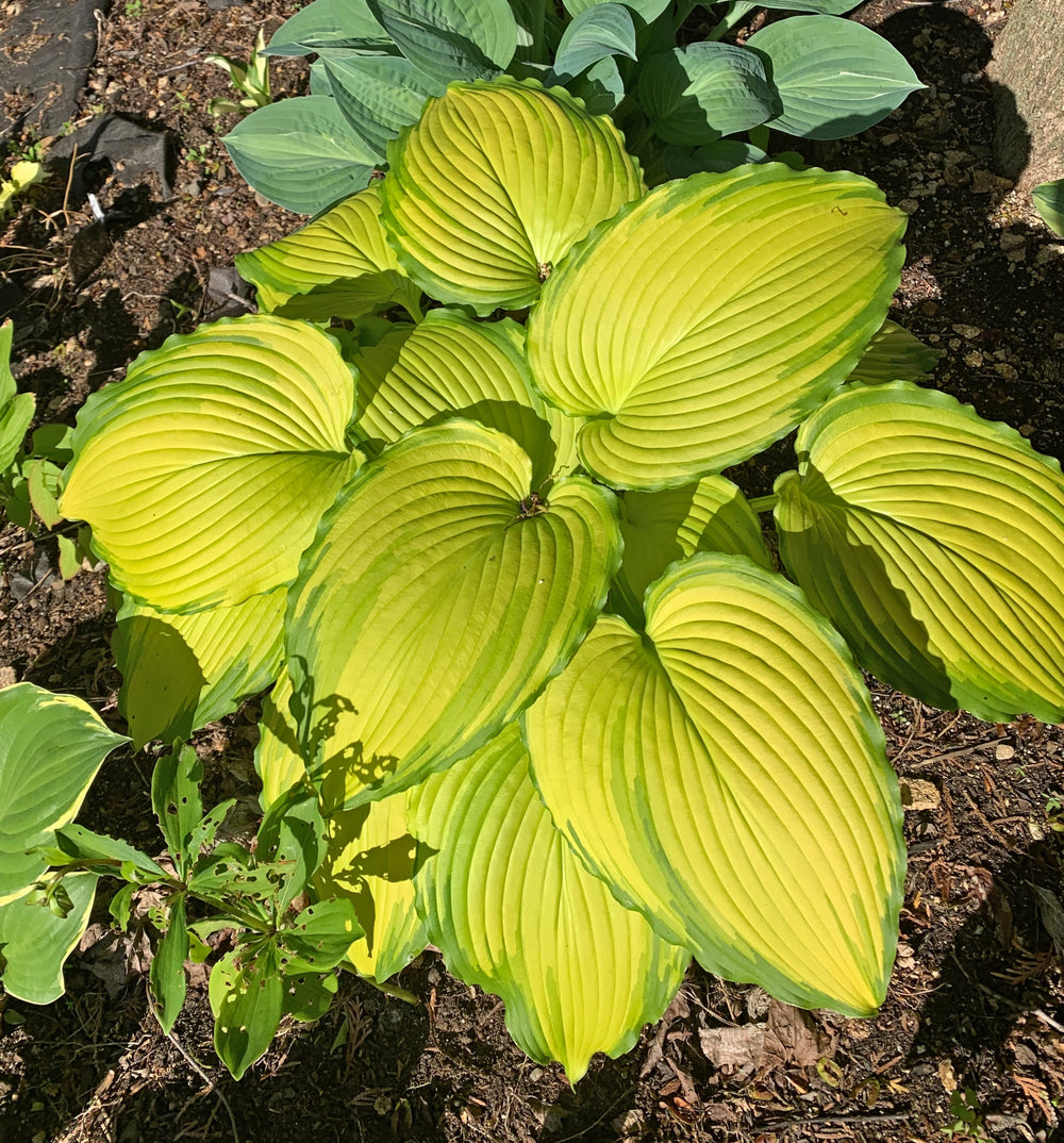 Hostas by Type | Sun Tolerant, Slug Resistant, Fragrant, Ground Cover ...
