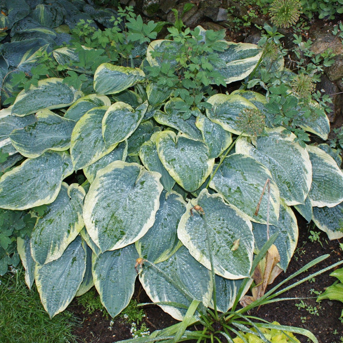 American Halo Hosta-Slug Resistant Large Blue Hosta Plant – NH Hostas
