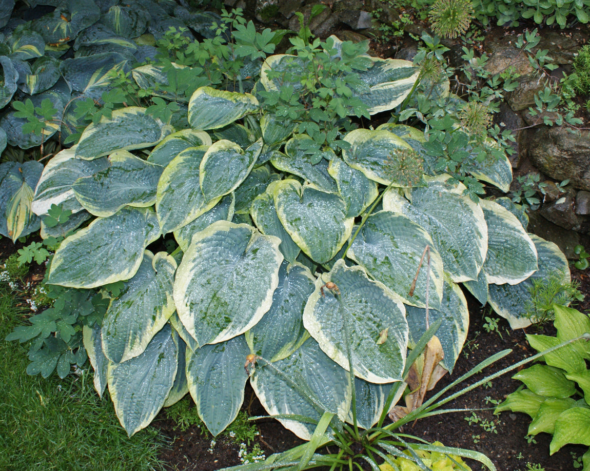 Hostas by Name - See Our Hostas Listed Alphabetically – NH Hostas