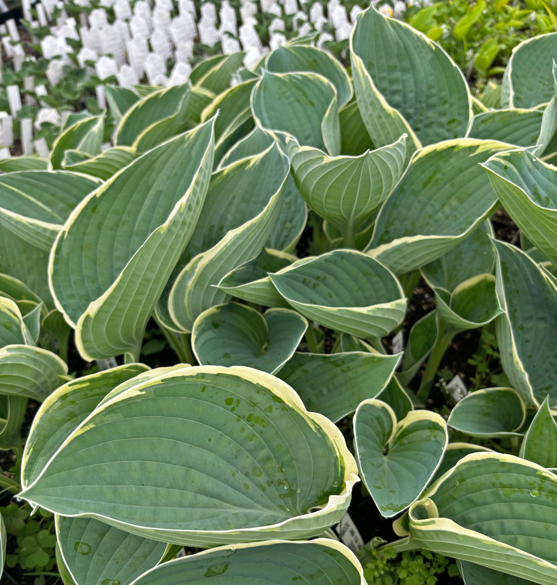 Hostas by Name - See Our Hostas Listed Alphabetically – NH Hostas