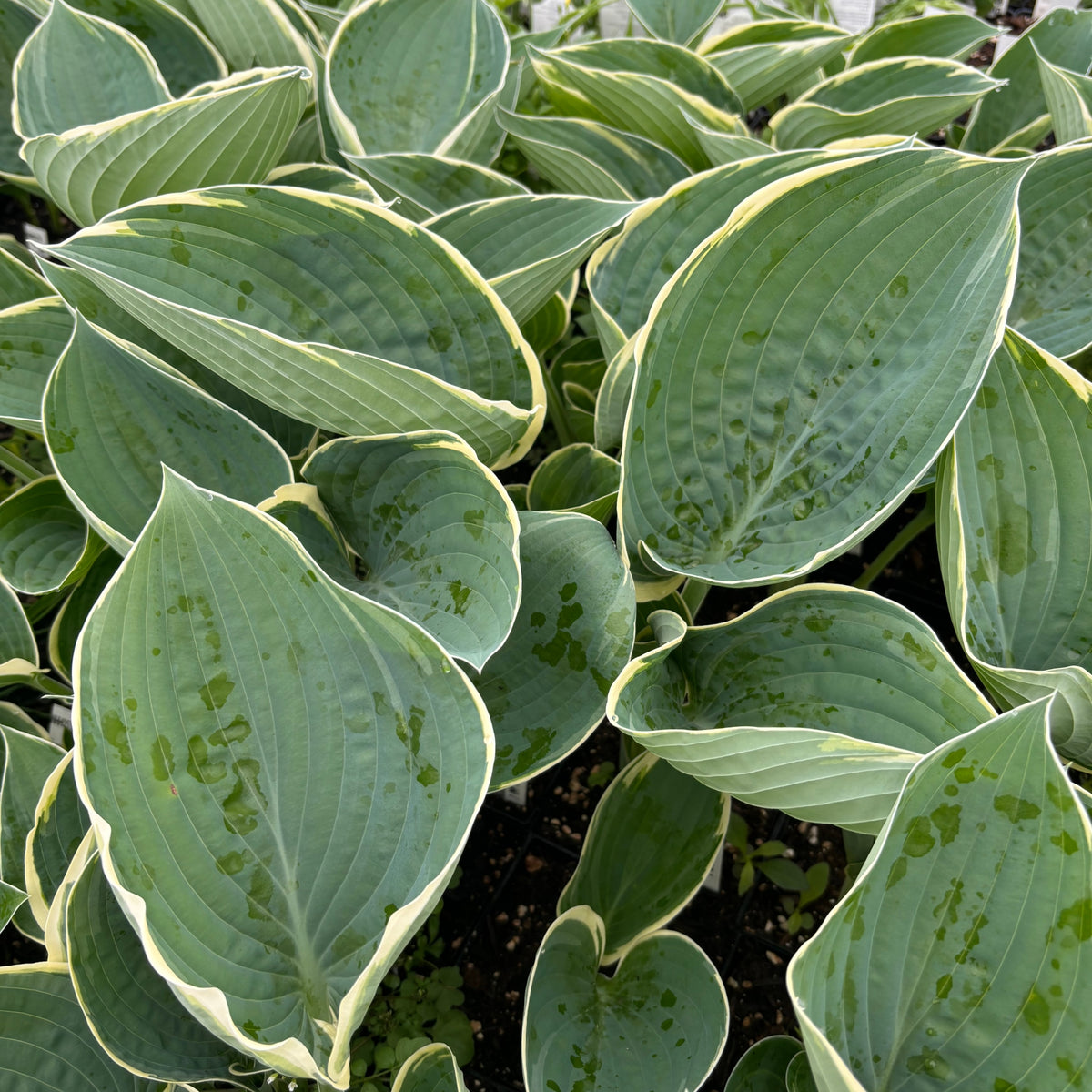 And You and I Hosta - 4.5 Inch Container (NEW For 2023!) – NH Hostas