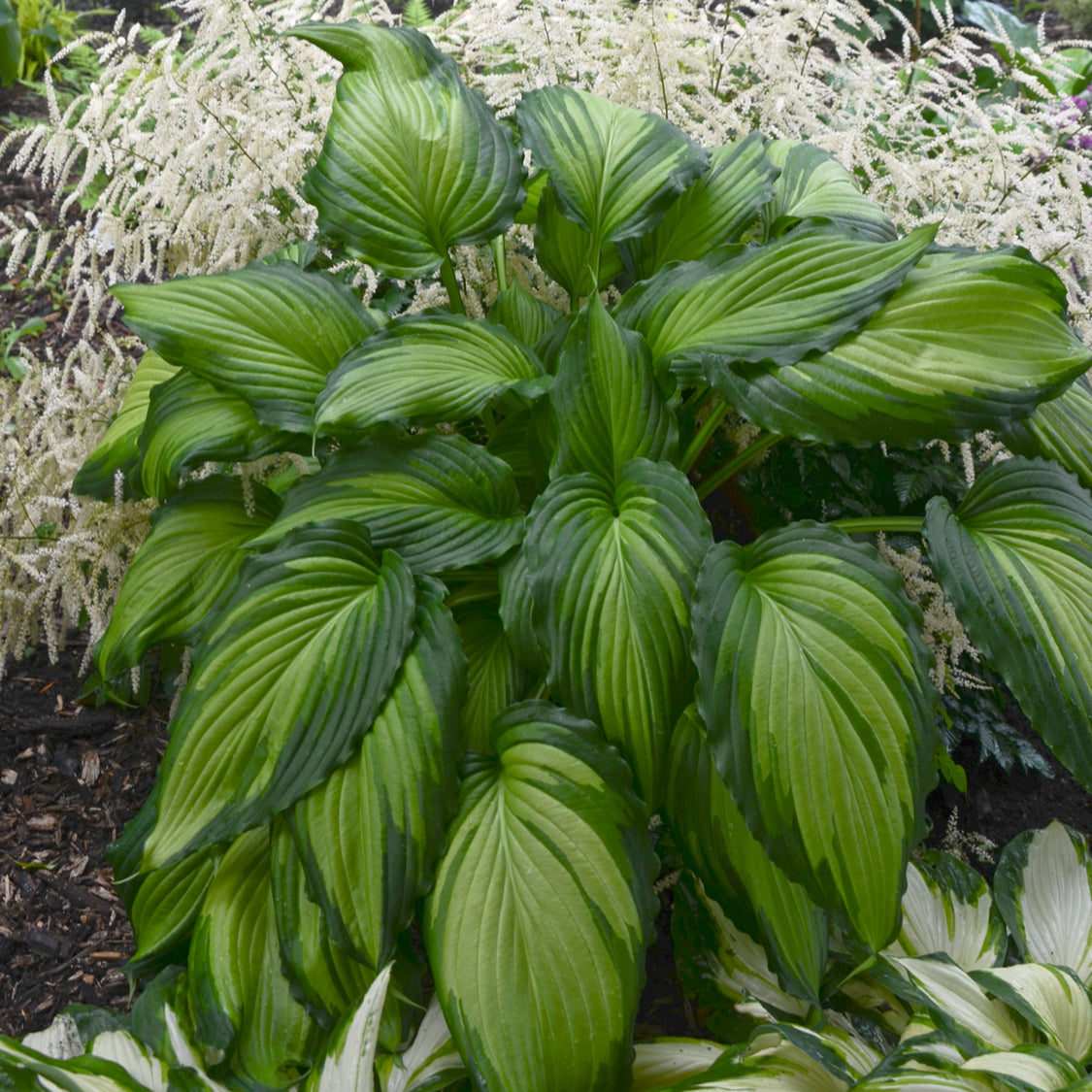 Buy Large Hosta Plants 23 to 29 Inches Tall – NH Hostas