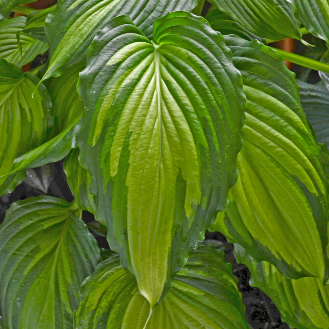 Buy Large Hosta Plants 23 to 29 Inches Tall – NH Hostas