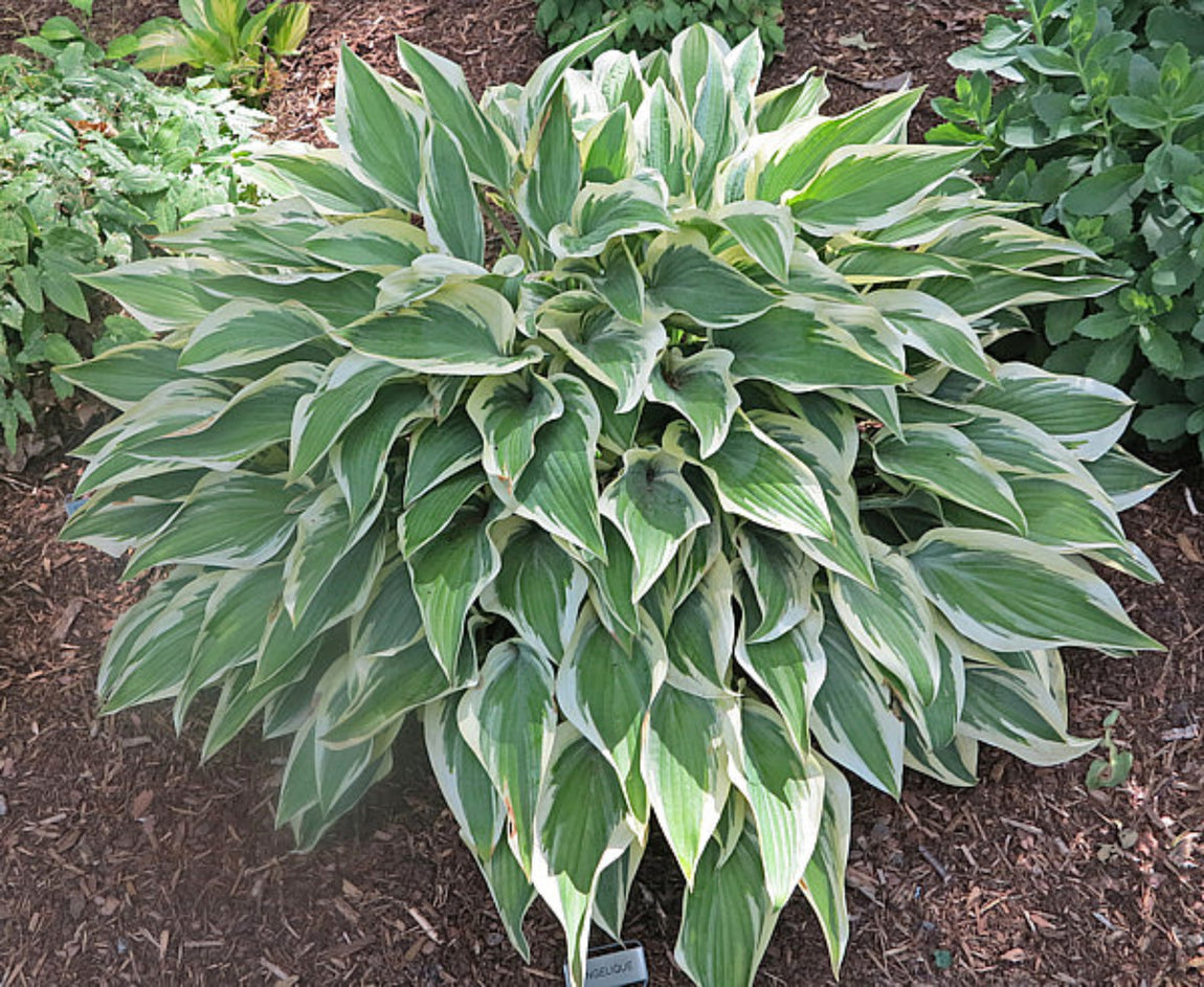 Hostas by Name - See Our Hostas Listed Alphabetically – NH Hostas