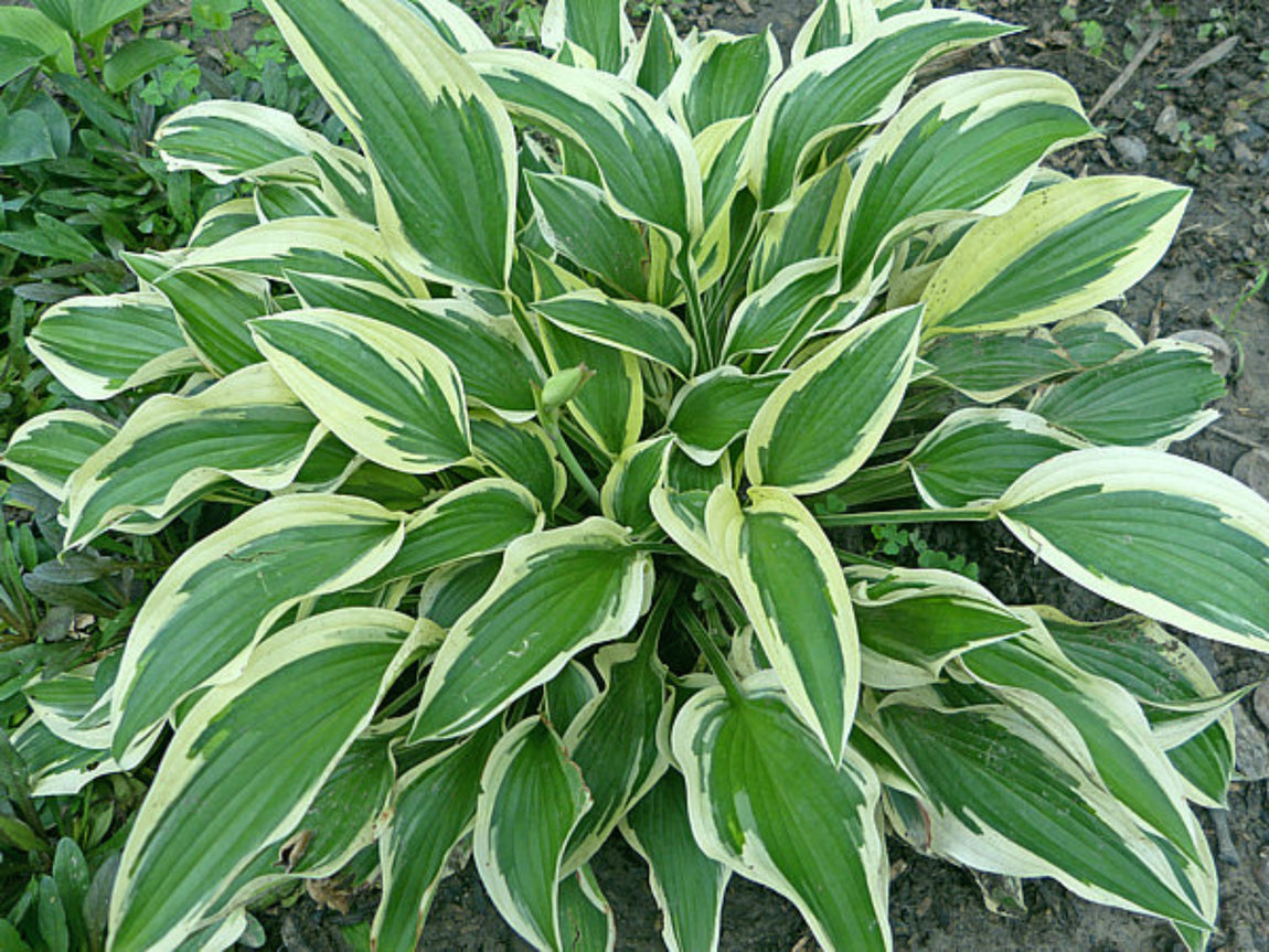 Hostas by Name - See Our Hostas Listed Alphabetically – NH Hostas