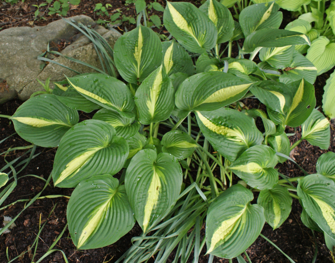 Hostas by Type – NH Hostas