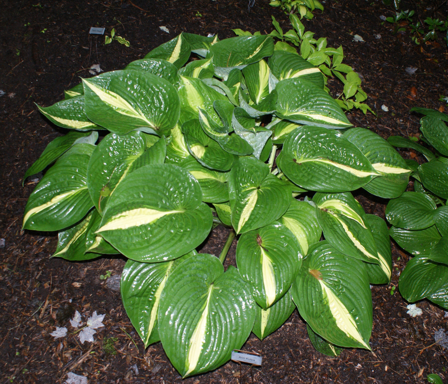 Ann Kulpa Hosta-Shade Perennial Green White And Chartreuse Hosta Plant ...