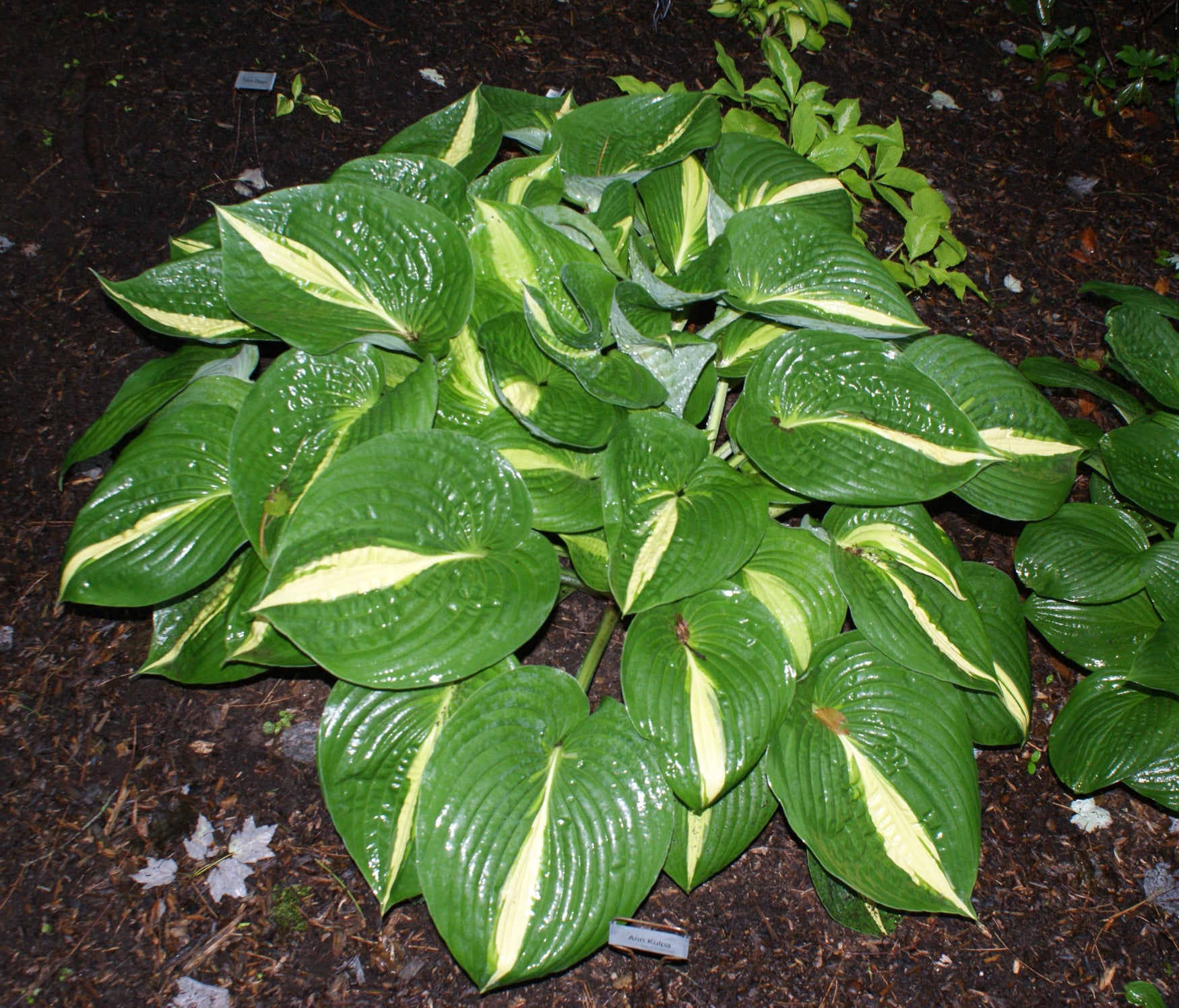Buy Hostas Online From NH Hostas - Catalog A-G