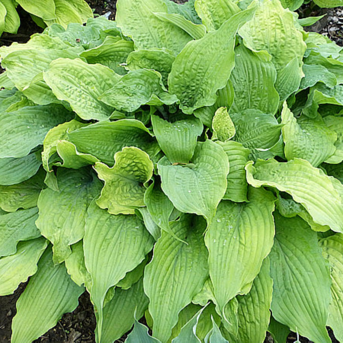 Annabel Lee Hosta – NH Hostas