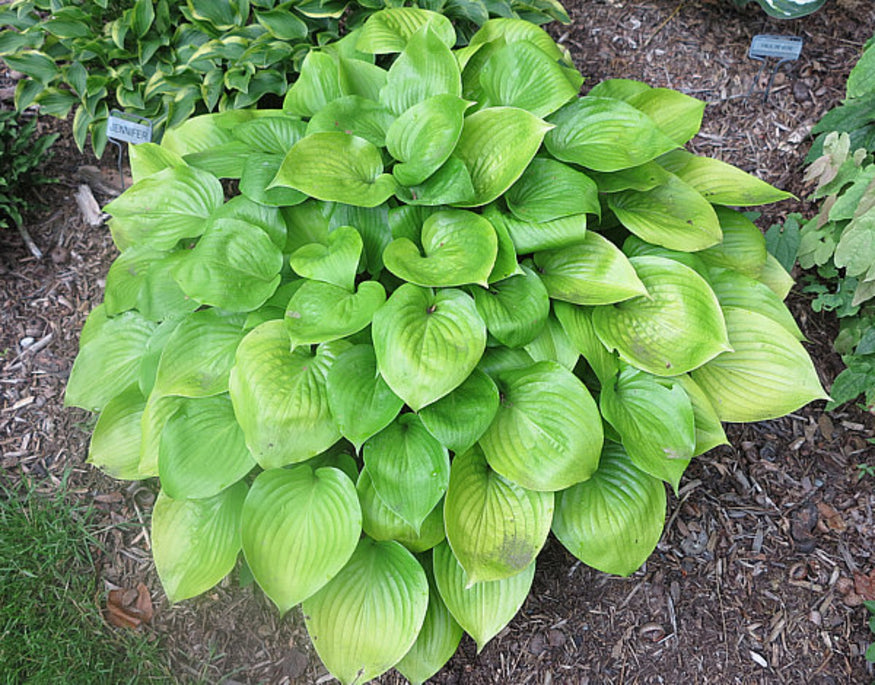 Buy Minature Hostas Online - Mini Hosta Plants Are Perfect As Border ...