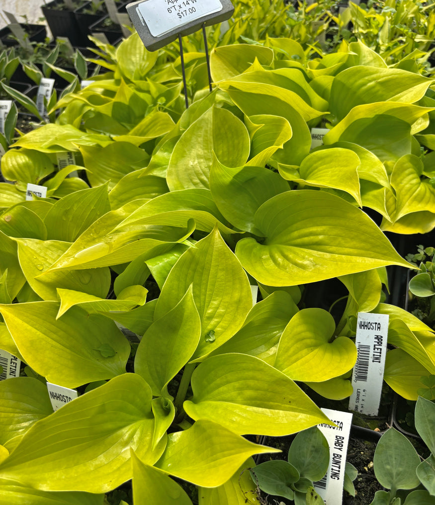Buy Minature Hostas Online - Mini Hosta Plants Are Perfect As Border ...