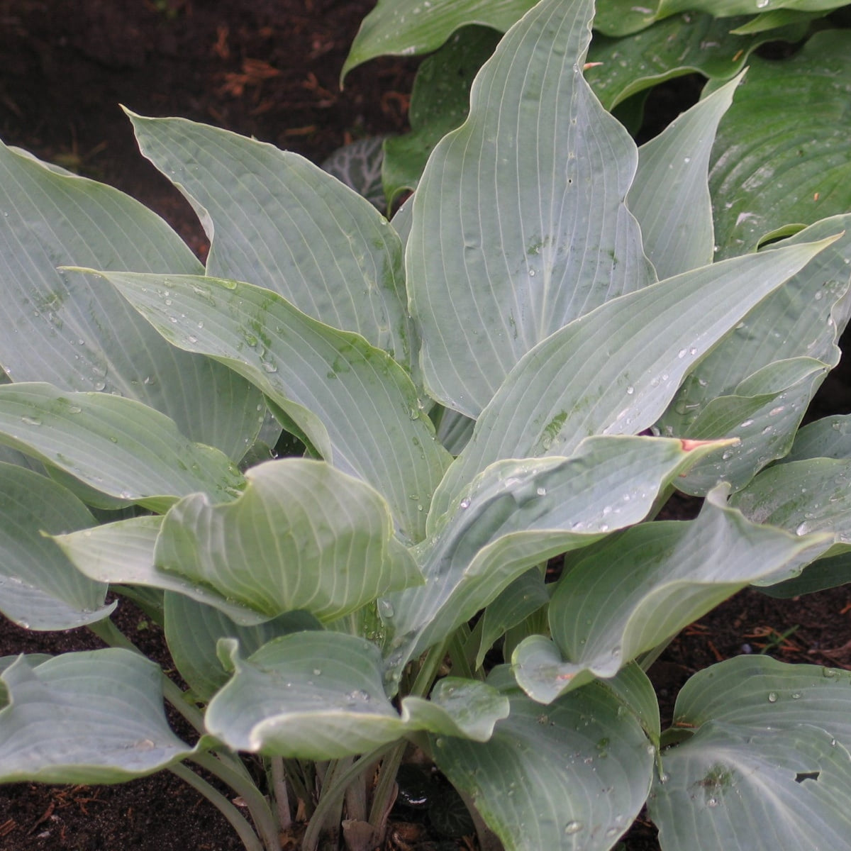 Astral Bliss Hosta – NH Hostas