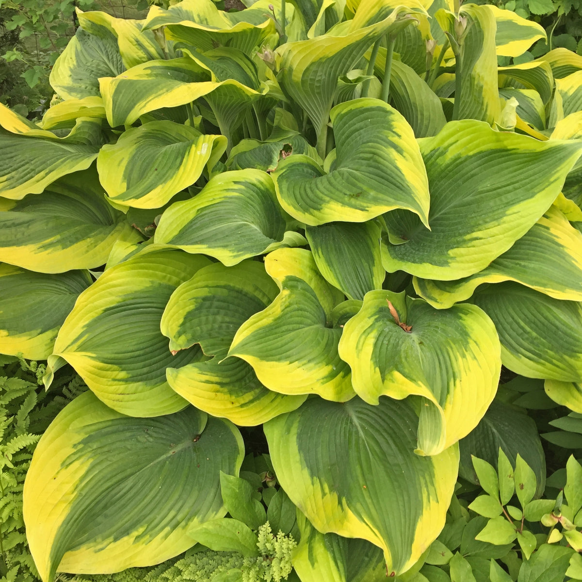 Atlantis Hosta Large Hosta Plant Sun Tolerant Slug Resistant – NH Hostas